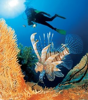 Discover Sea World (Sharm El sheikh) Diving activity